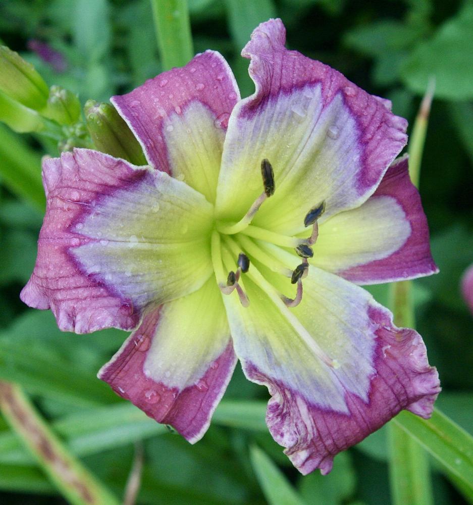 Photo of the bloom of Daylily (Hemerocallis 'Jammin's Periwinkle Pearl ...