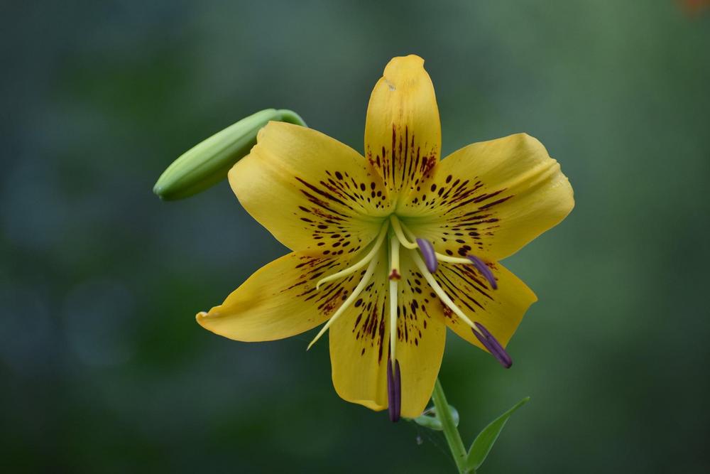 Photo of the bloom of Lily (Lilium 'Yellow Bruse') posted by pixie62560 ...
