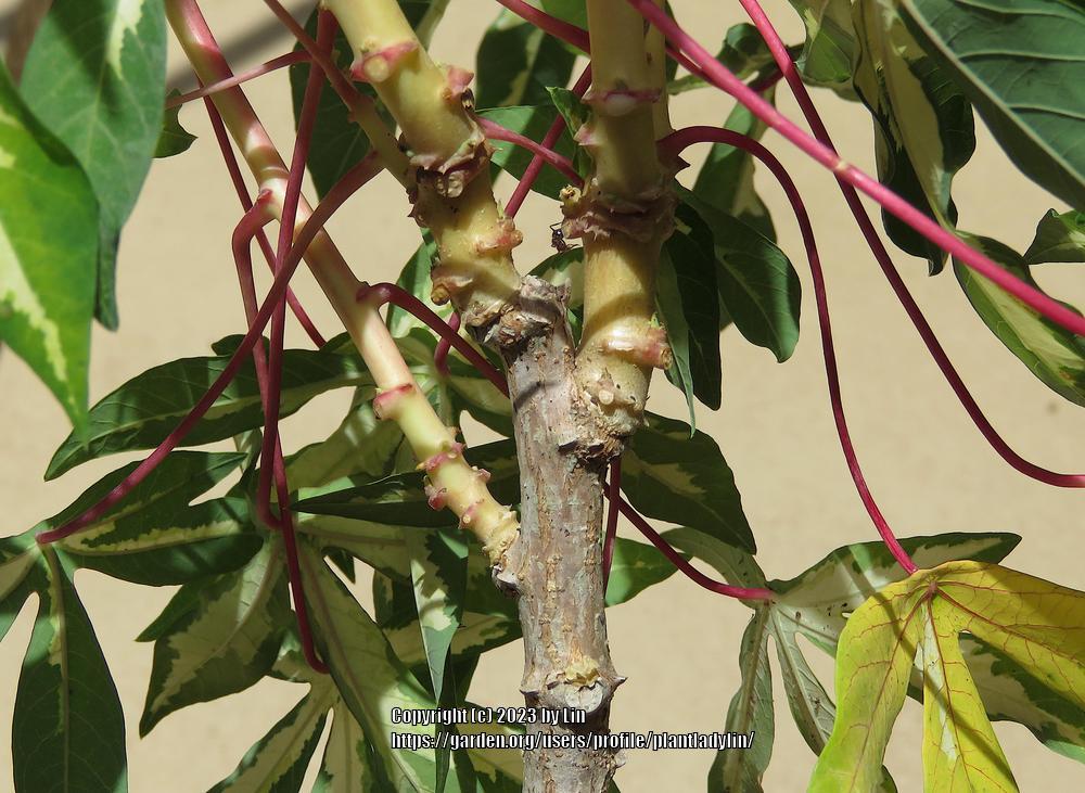Photo of the stem, scape, stalk or bark of Variegated Tapioca (Manihot ...