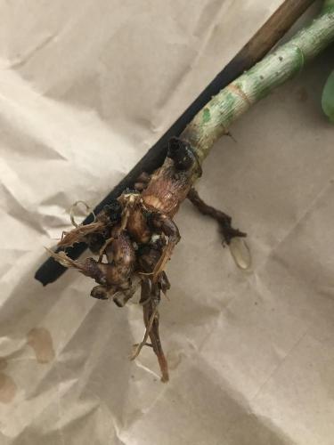 Umbrella tree roots in the Houseplants forum - Garden.org