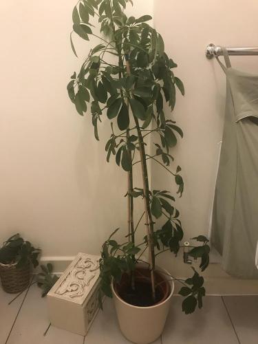 Umbrella tree roots in the Houseplants forum - Garden.org