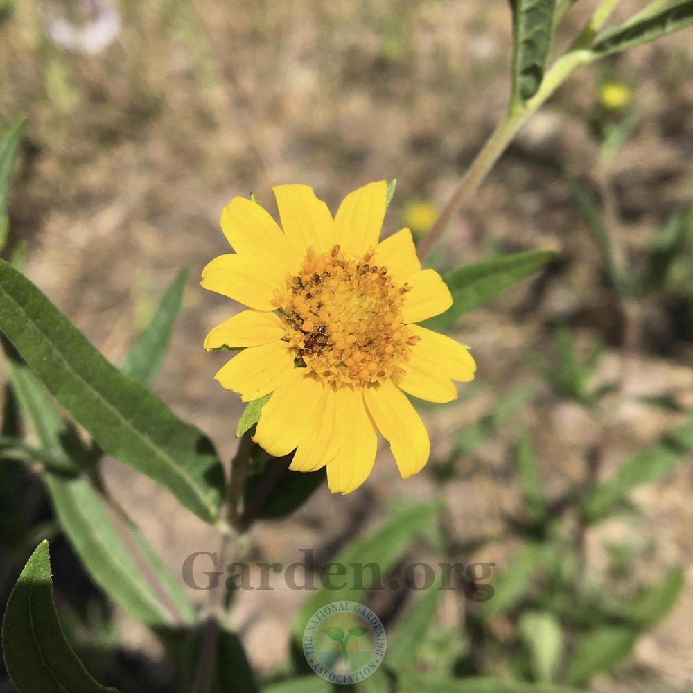 Photo of the bloom of Showy false goldeneye (Heliomeris multiflora var ...