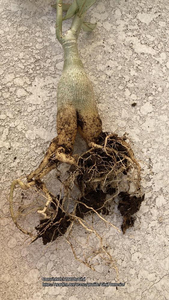 Photo of the roots of Desert Rose (Adenium 'Black Belle') posted by ...