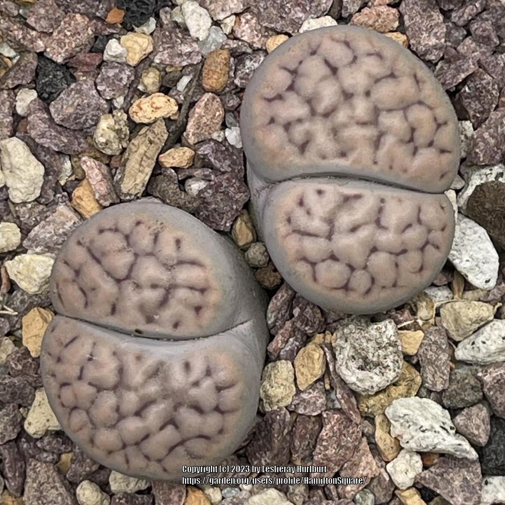 Photo of the entire plant of Living stones (Lithops schwantesii subsp ...