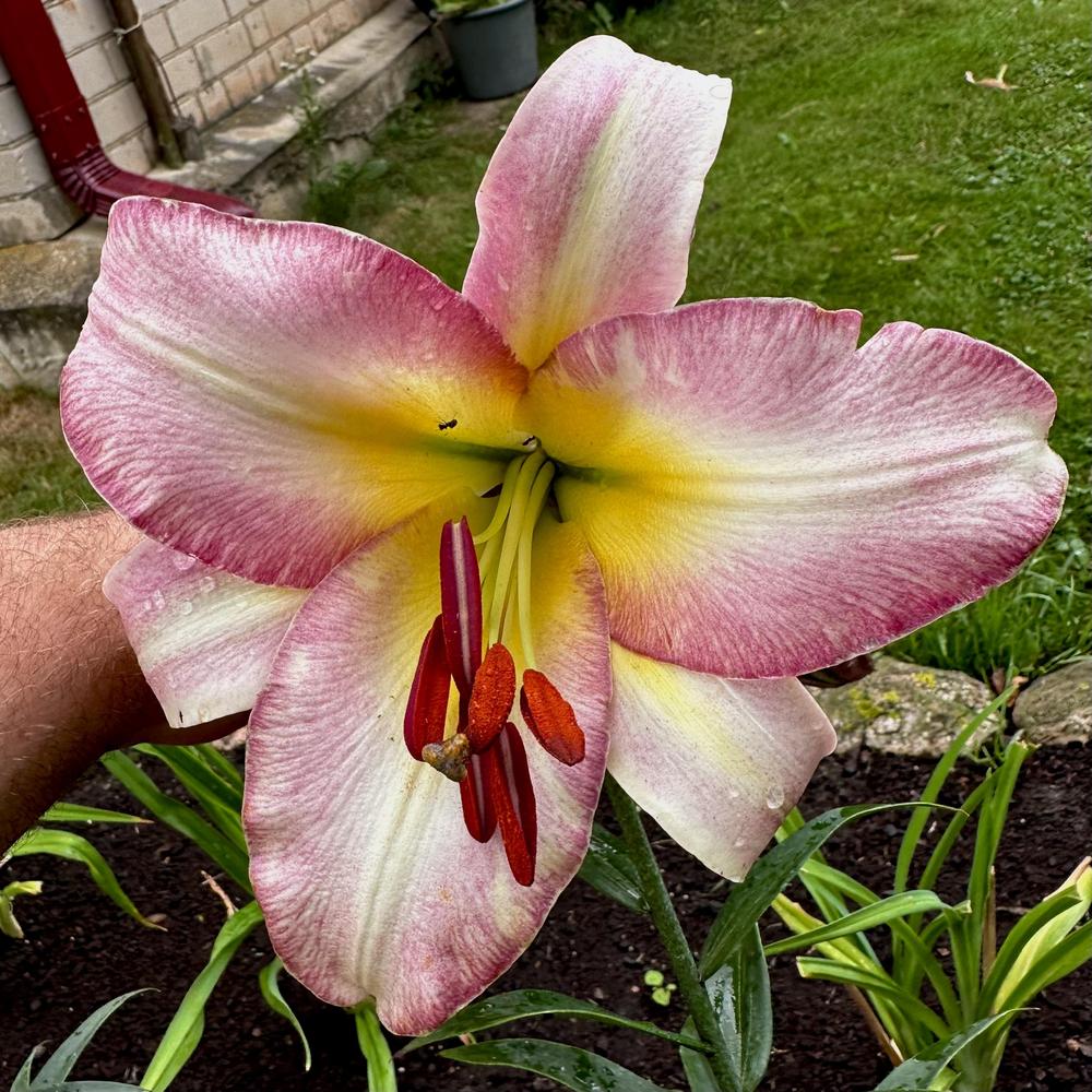 Photo of the bloom of Lily (Lilium 'Beijing Moon') posted by Raimisx9 ...
