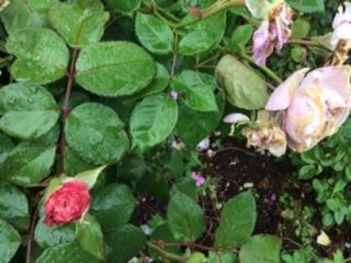Deformed rose buds in the Roses forum - Garden.org