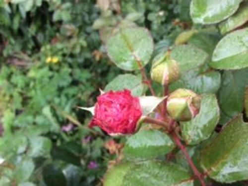 Deformed rose buds in the Roses forum - Garden.org