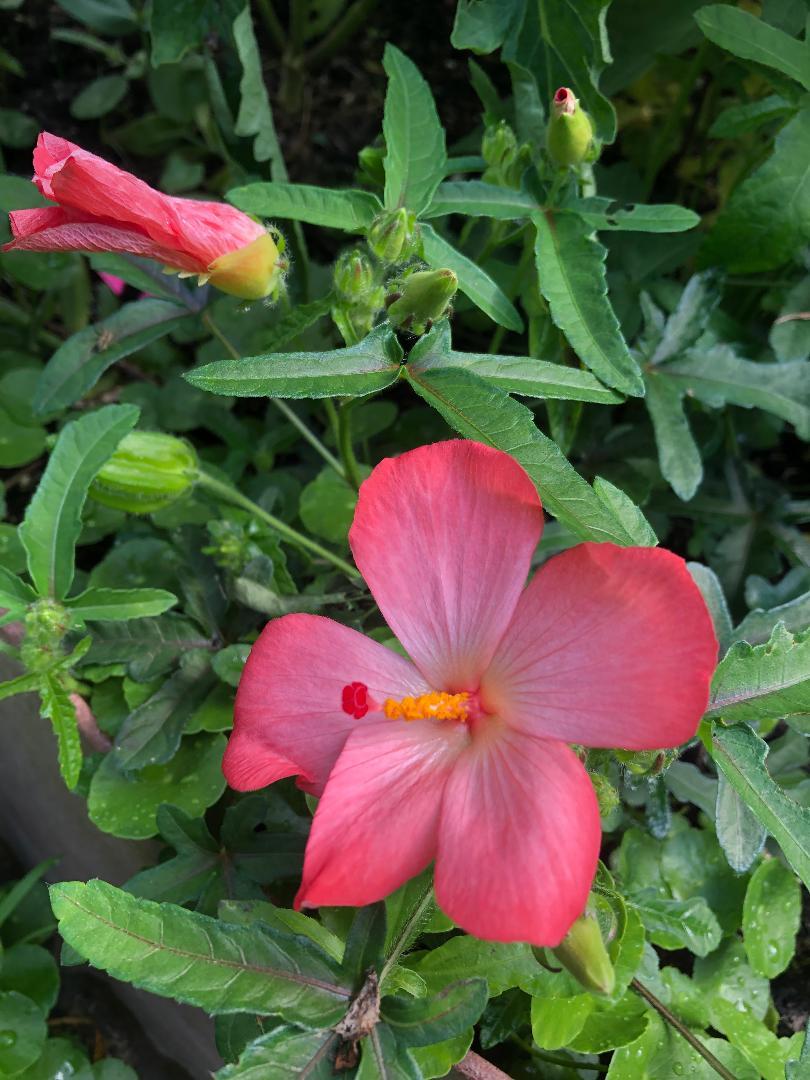 Photo of the entire plant of Musk Mallow (Abelmoschus moschatus ...