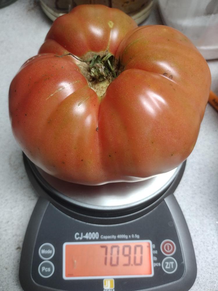 Photo of the fruit of Tomato (Solanum lycopersicum 'German Pink ...