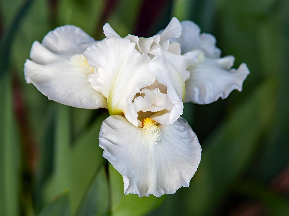 Standard Dwarf Bearded Iris (Iris 'Sparkling White') in the Irises ...