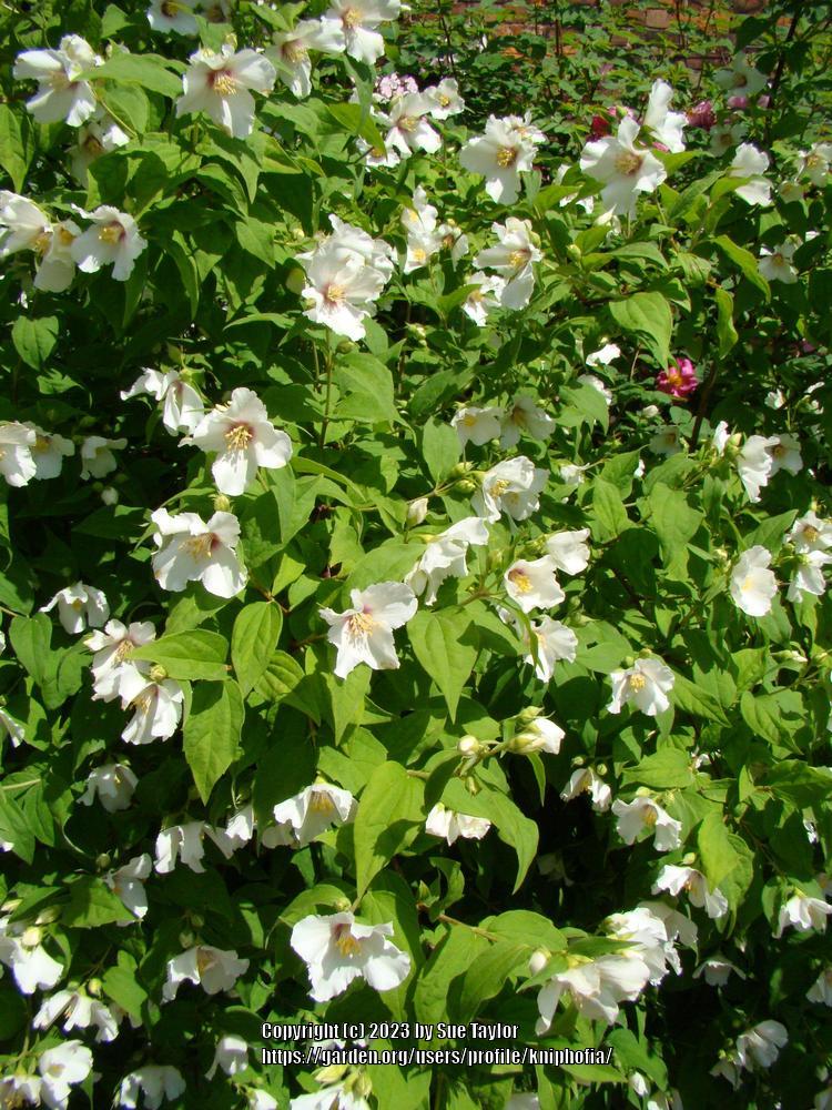 Photo of the entire plant of Lemoine's Mock Orange (Philadelphus 'Belle Etoile') posted by ...