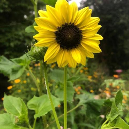 Sunflower (Helianthus debilis 'Soluna Lemon') - Garden.org