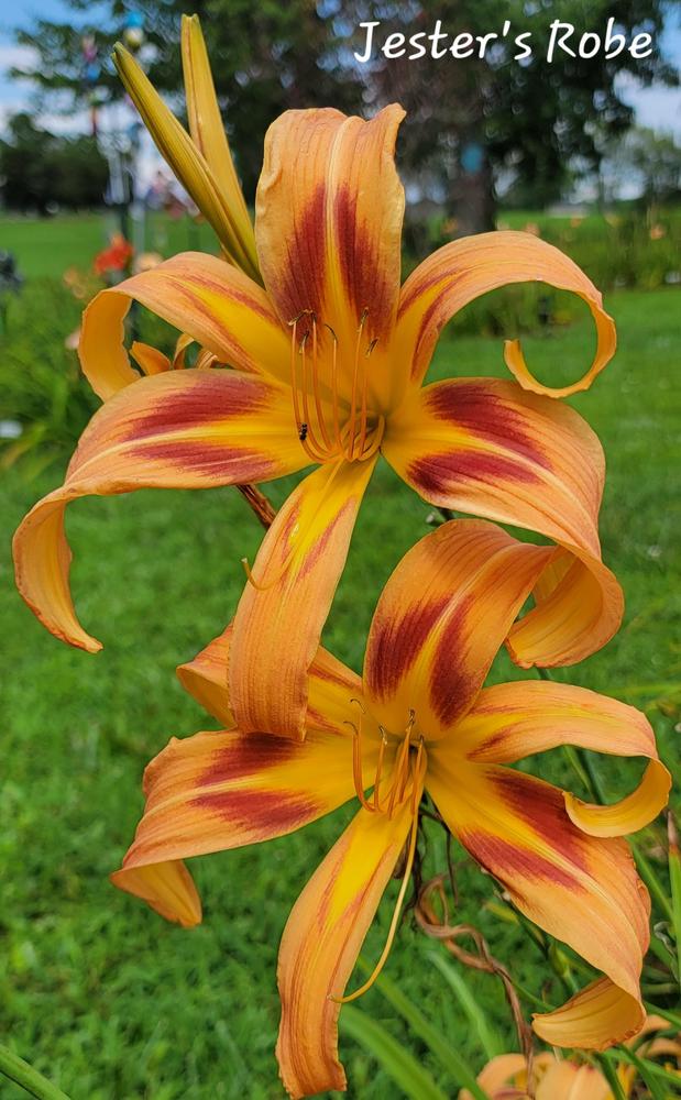 Photo of the bloom of Daylily (Hemerocallis 'Jester's Robe') posted by ...