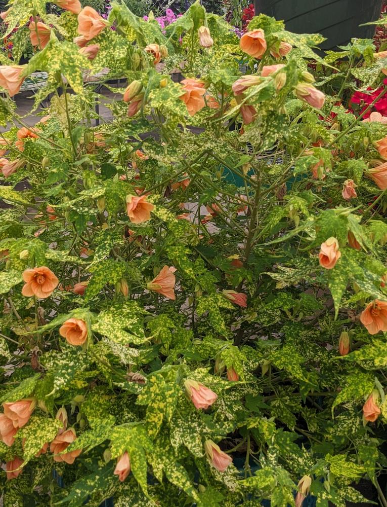 Photo of the entire plant of Flowering Maple (Callianthe megapotamica ...
