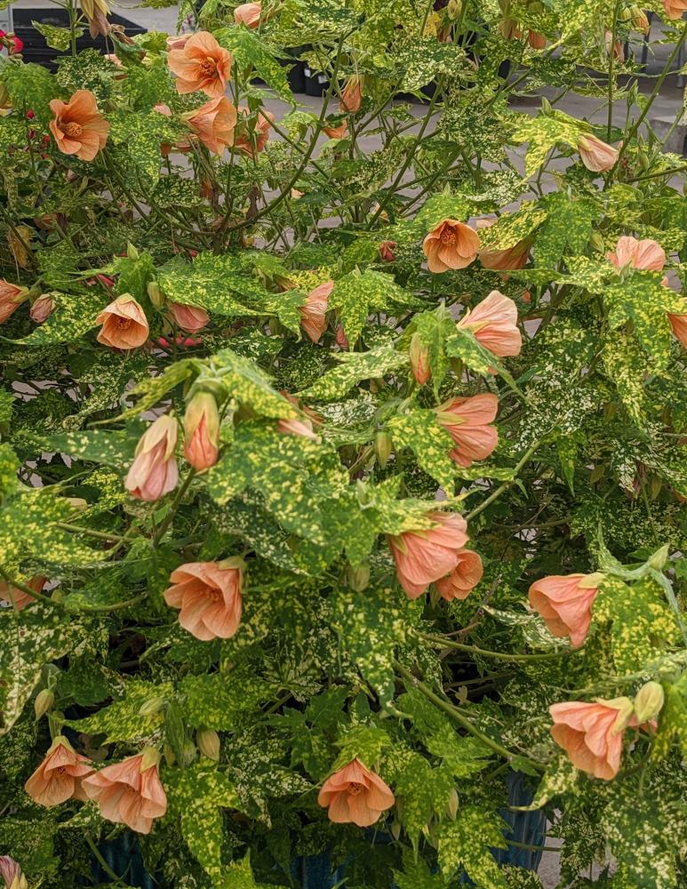 Photo of the entire plant of Flowering Maple (Callianthe megapotamica ...