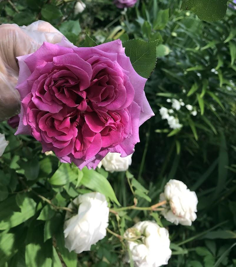Photo of the bloom of Rose (Rosa 'Leonie's Apolline') posted by ...