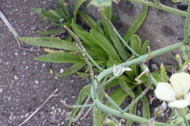 Photo of the seed pods or heads of Wild Radish (Raphanus raphanistrum ...