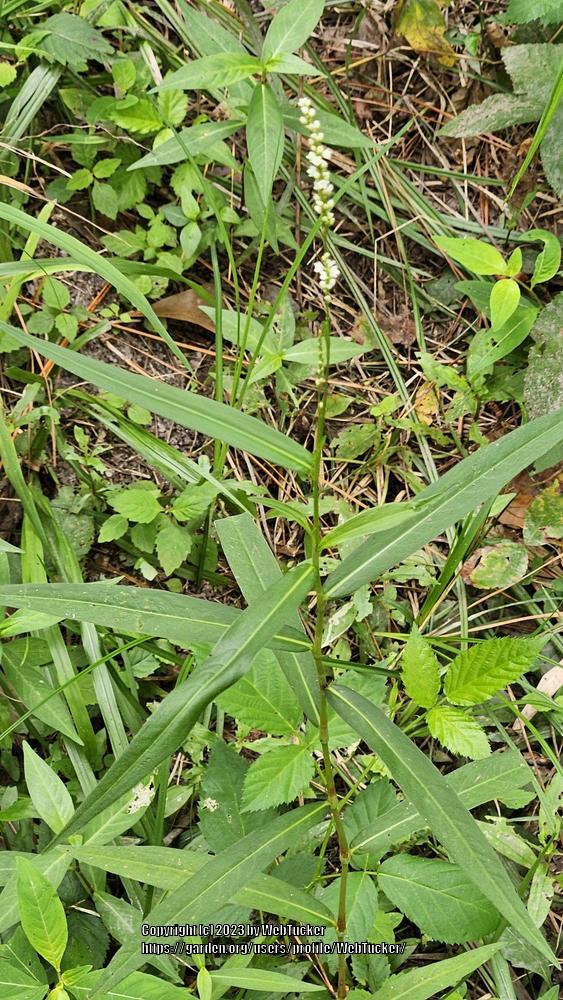 Photo of the leaves of Persicaria setacea posted by WebTucker - Garden.org