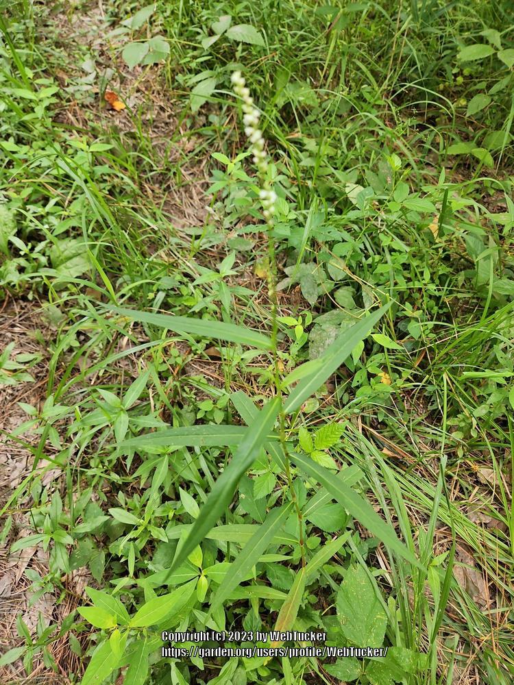 Photo of the entire plant of Persicaria setacea posted by WebTucker ...