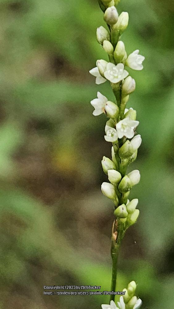 Photo of the bloom of Persicaria setacea posted by WebTucker - Garden.org