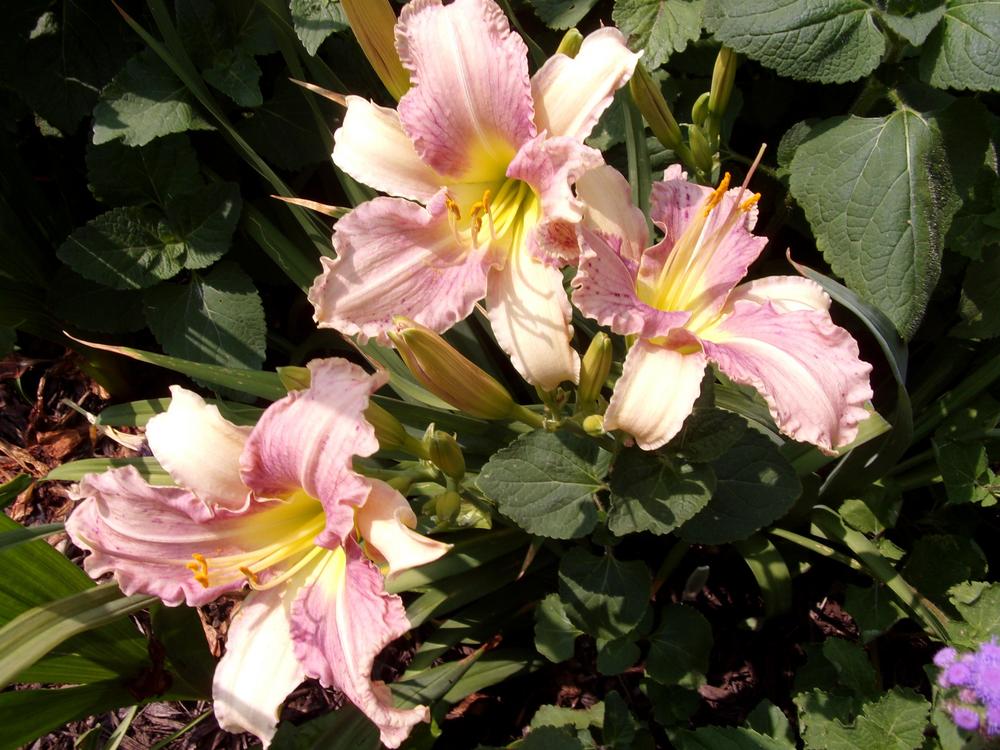 Photo of the bloom of Daylily (Hemerocallis 'Silver Lavender Hiccups ...