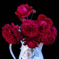 Rose (Rosa 'The Squire') in the Roses Database - Garden.org