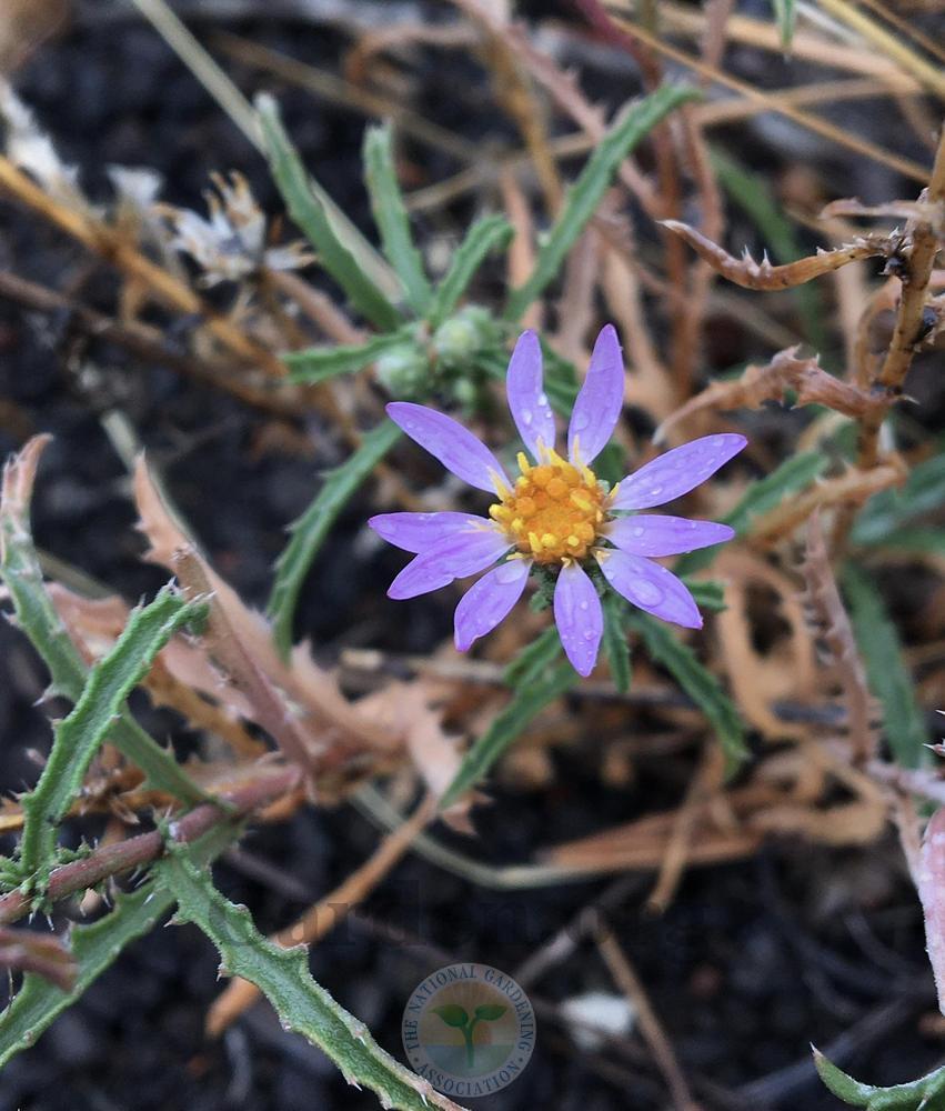 Photo of the bloom of Hoary Tansyaster (Dieteria canescens) posted by ...