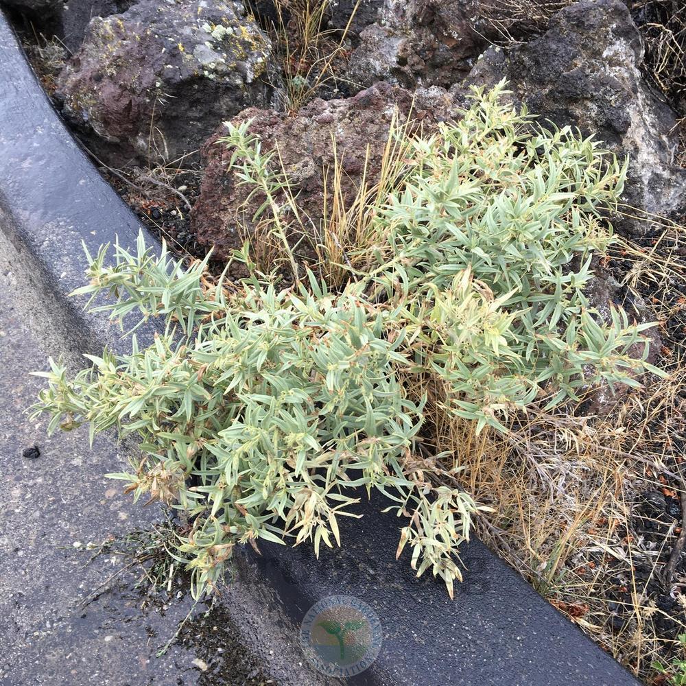 Photo of the entire plant of Western Gromwell (Lithospermum ruderale ...