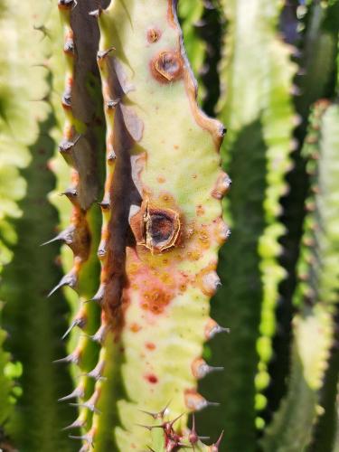 Rust Scabs in the Cactus and Succulents forum - Garden.org