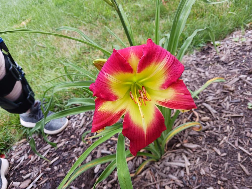 Photo of the bloom of Daylily (Hemerocallis 'Adena Latecomer') posted ...