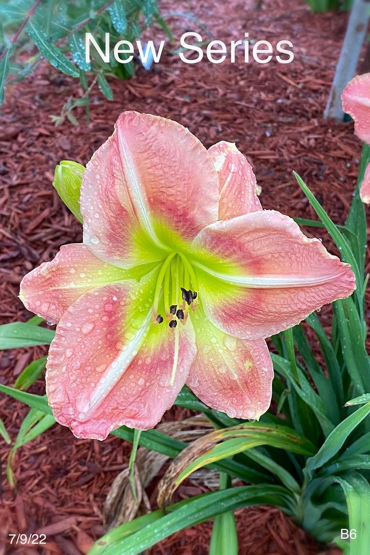 Photo of the bloom of Daylily (Hemerocallis 'New Series') posted by ...