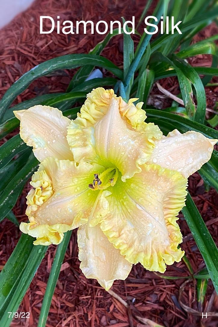 Photo of the bloom of Daylily (Hemerocallis 'Diamond Silk') posted by ...