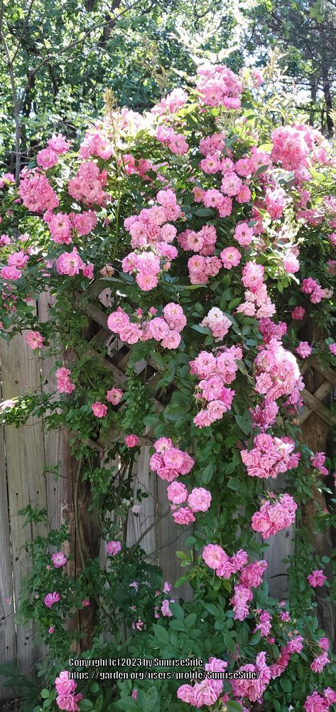 Photo of the entire plant of Rose (Rosa 'Peggy Martin') posted by ...