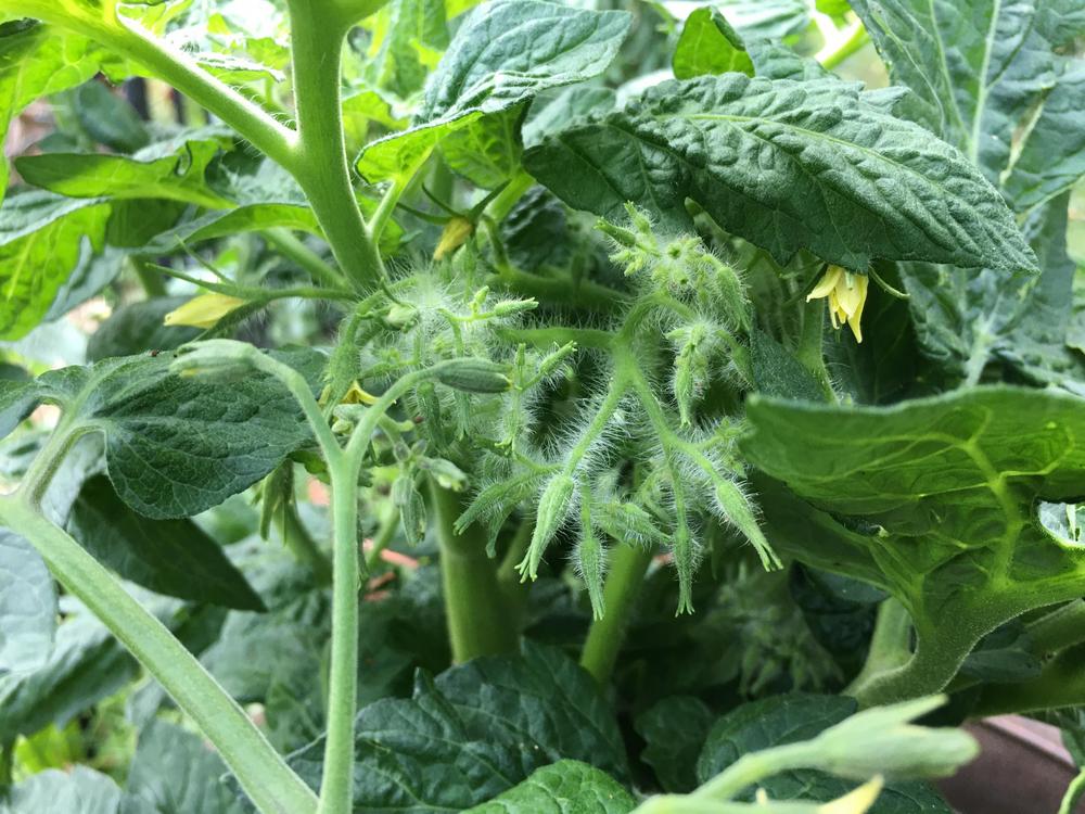 Photo of the closeup of buds, sepals and receptacles of Tomato (Solanum ...