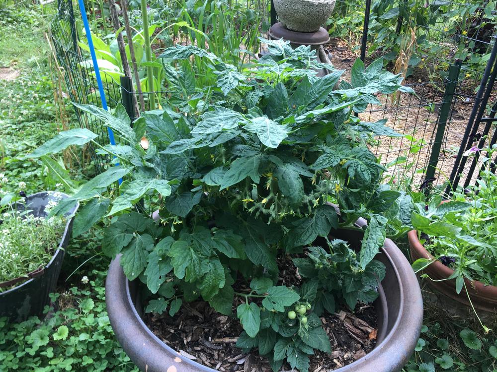 Photo of the entire plant of Tomato (Solanum lycopersicum 'Geranium ...