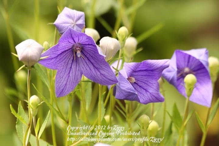 Growing and Caring for Balloon Flowers - Garden.org