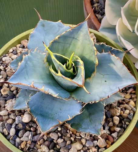 Show off your Agave pictures here. in the Cactus and Succulents forum ...