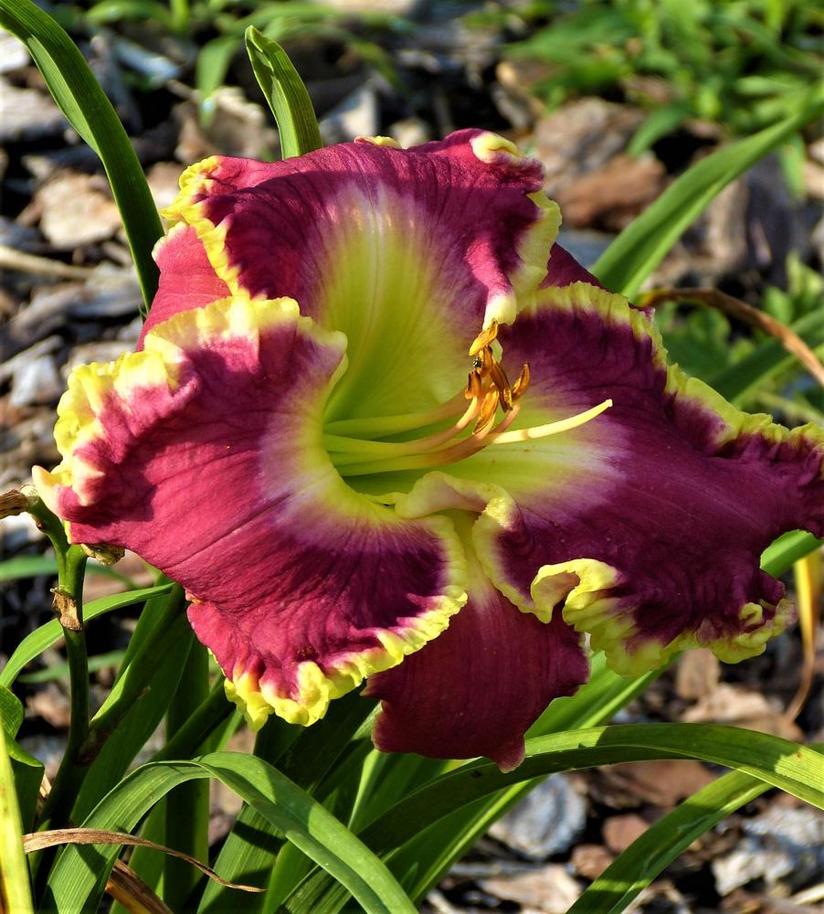 Photo of the bloom of Daylily (Hemerocallis 'Ruby Rose') posted by CarolDravenack - Garden.org