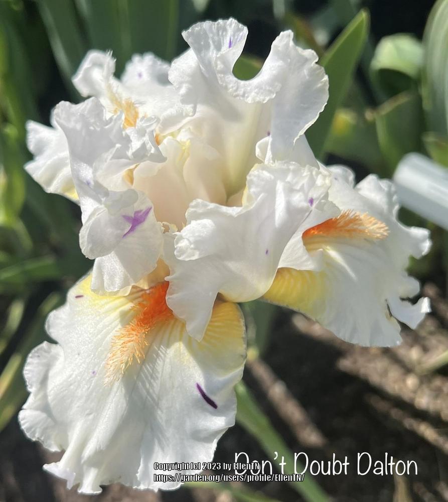 Photo of the bloom of Tall Bearded Iris (Iris 'Don't Doubt Dalton ...