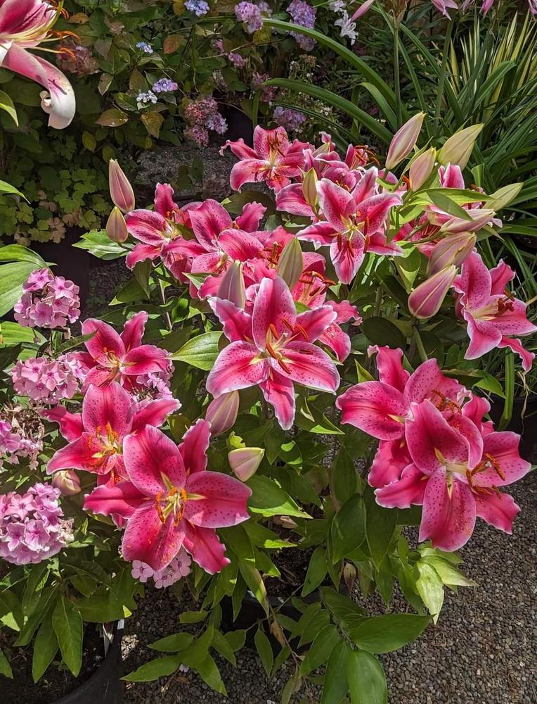 Photo of the entire plant of Lily (Lilium Lily Looks™ After Eight ...