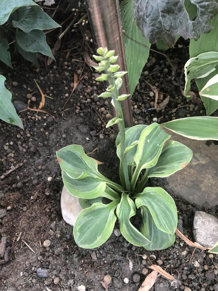 Hosta 'Funny Mouse' in the Hostas Database - Garden.org