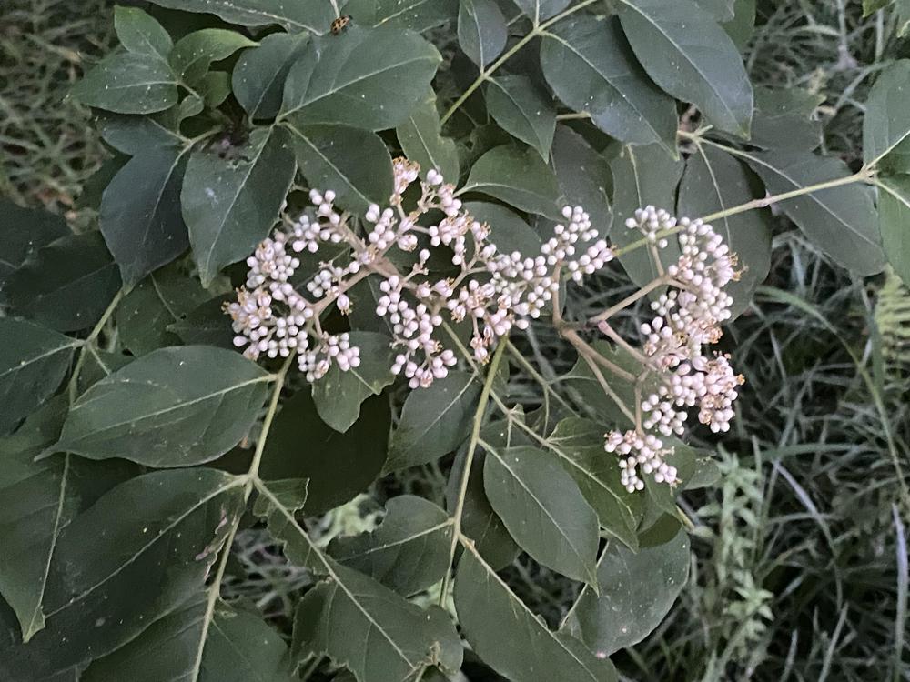 Photo of the bloom of Bee Bee Tree (Tetradium daniellii) posted by SL ...