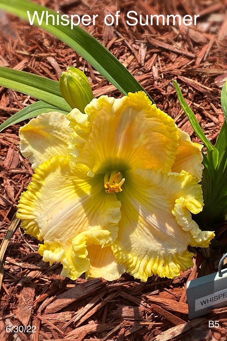Photo of the bloom of Daylily (Hemerocallis 'Whisper of Summer') posted ...