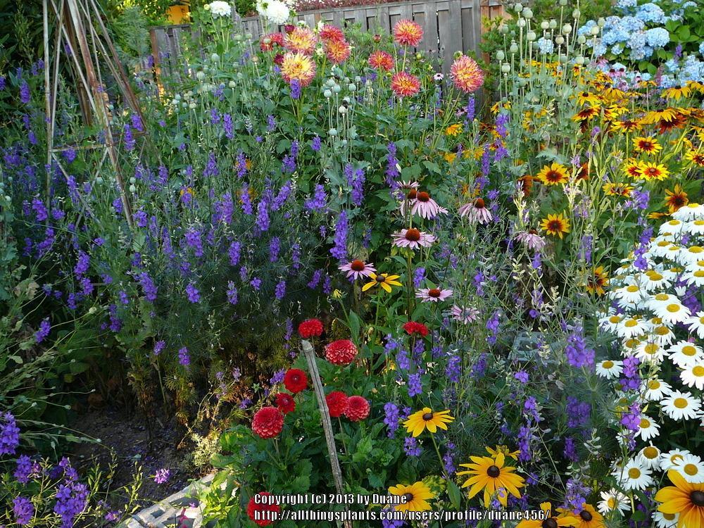 Blue Flowers in Your Landscape - Garden.org