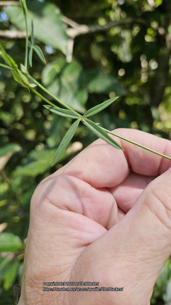 Photo of the leaves of Viperina (Zornia bracteata) posted by WebTucker ...