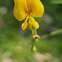 Photo of the bloom of Viperina (Zornia bracteata) posted by WebTucker ...