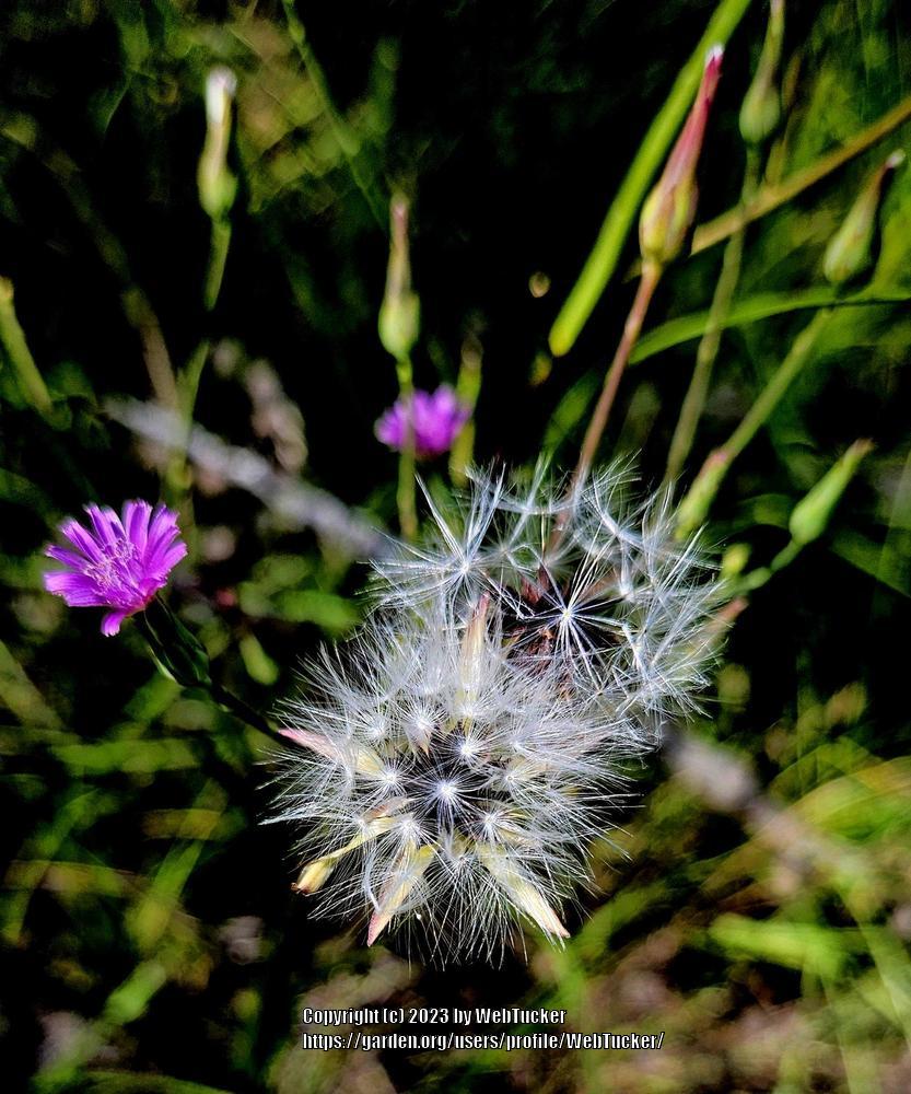 Photo of the seed pods or heads of Grassleaf Lettuce (Lactuca ...