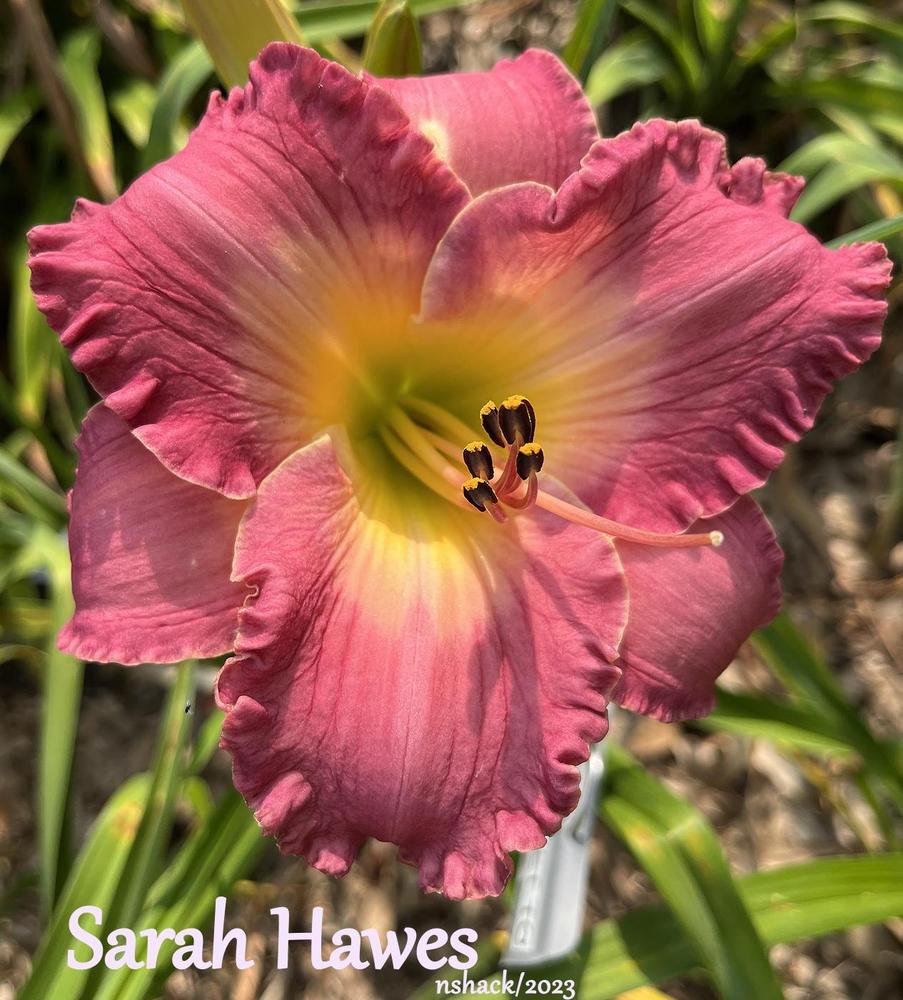 Photo of the bloom of Daylily (Hemerocallis 'Sarah Hawes') posted by ...