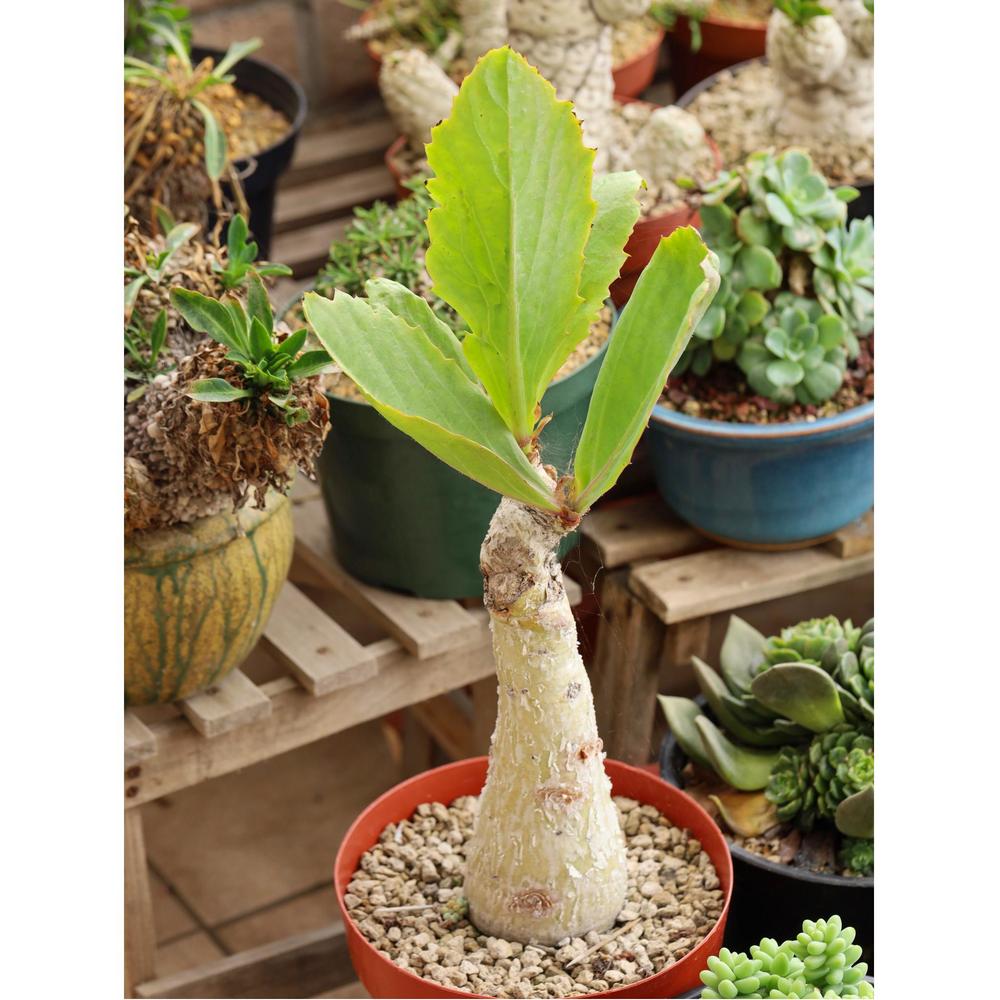 Photo of the entire plant of Succulent Grape (Cyphostemma juttae ...