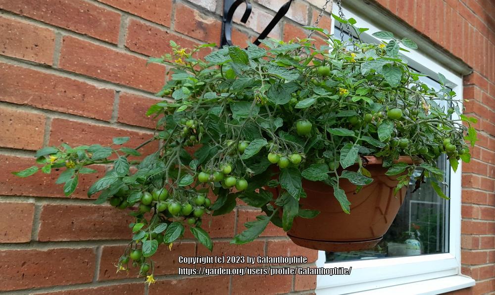 Photo of the entire plant of Tomato (Solanum lycopersicum 'Tumbling Tom ...